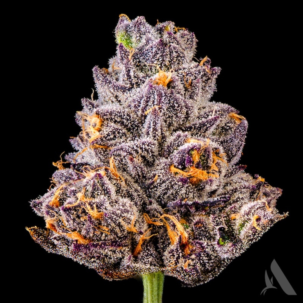 Shop Affinity Grow - Coconut Milk (H) Flower C0090000403 | Fine Fettle ...