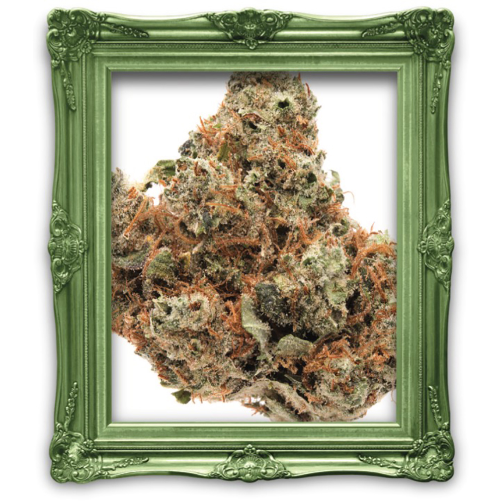 Cherry Diesel | Terrapin - Jane