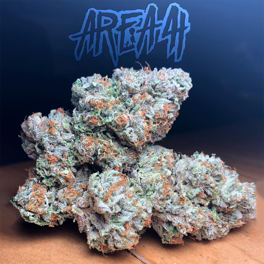 Area 41 | Alien Labs - Jane
